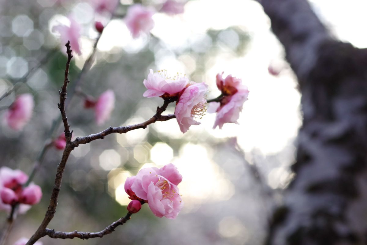 美しき君へ | GANREF