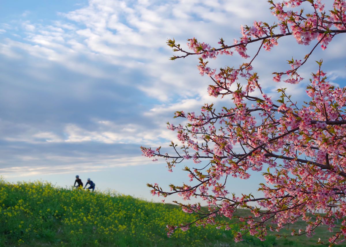 春ウララ | GANREF