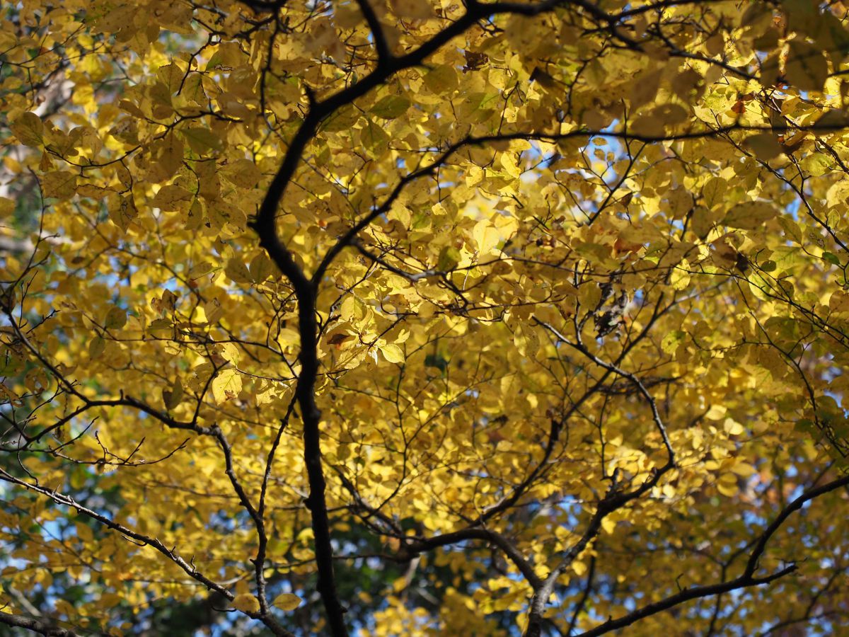 イエロー | GANREF