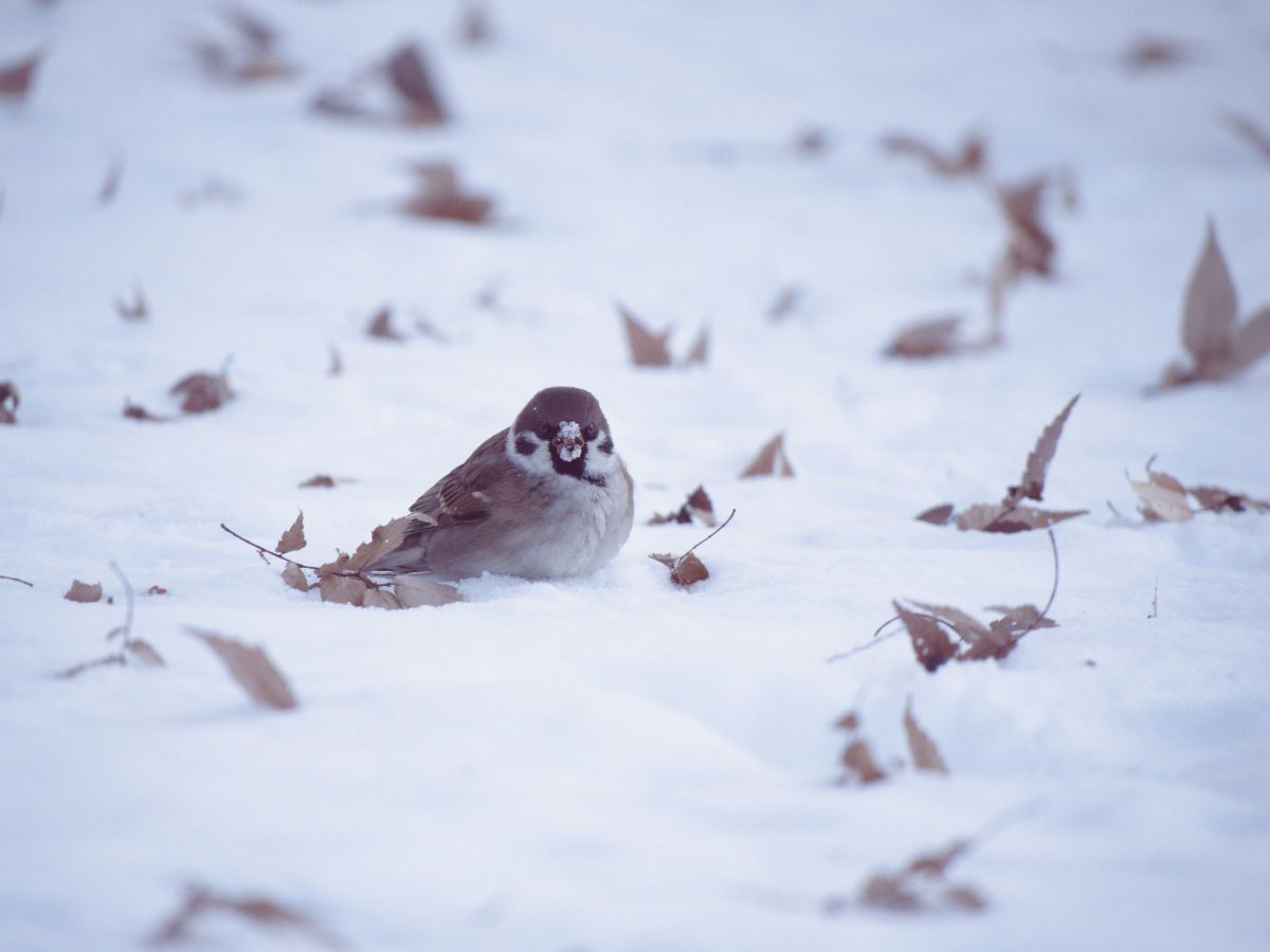 保護色？ | GANREF