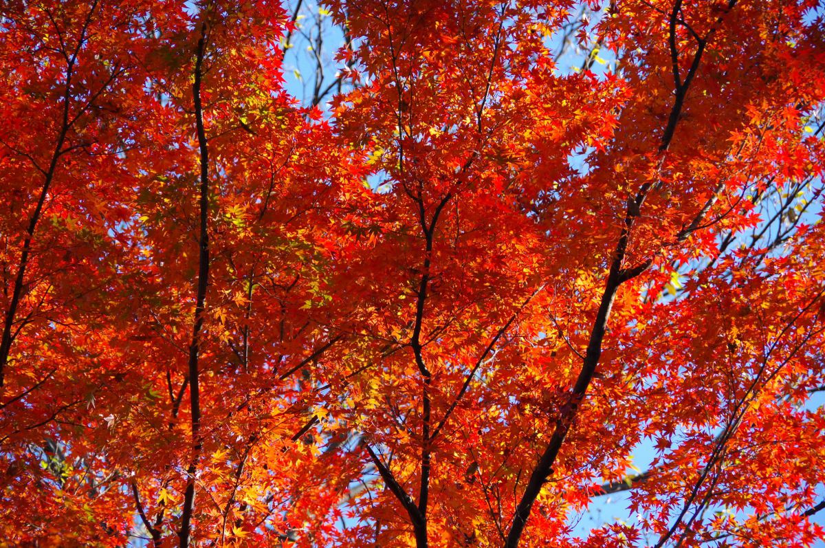 押し寄せる赤 | GANREF