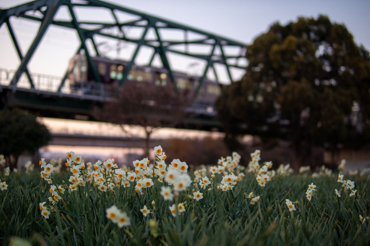 水仙の花の咲く頃 | GANREF