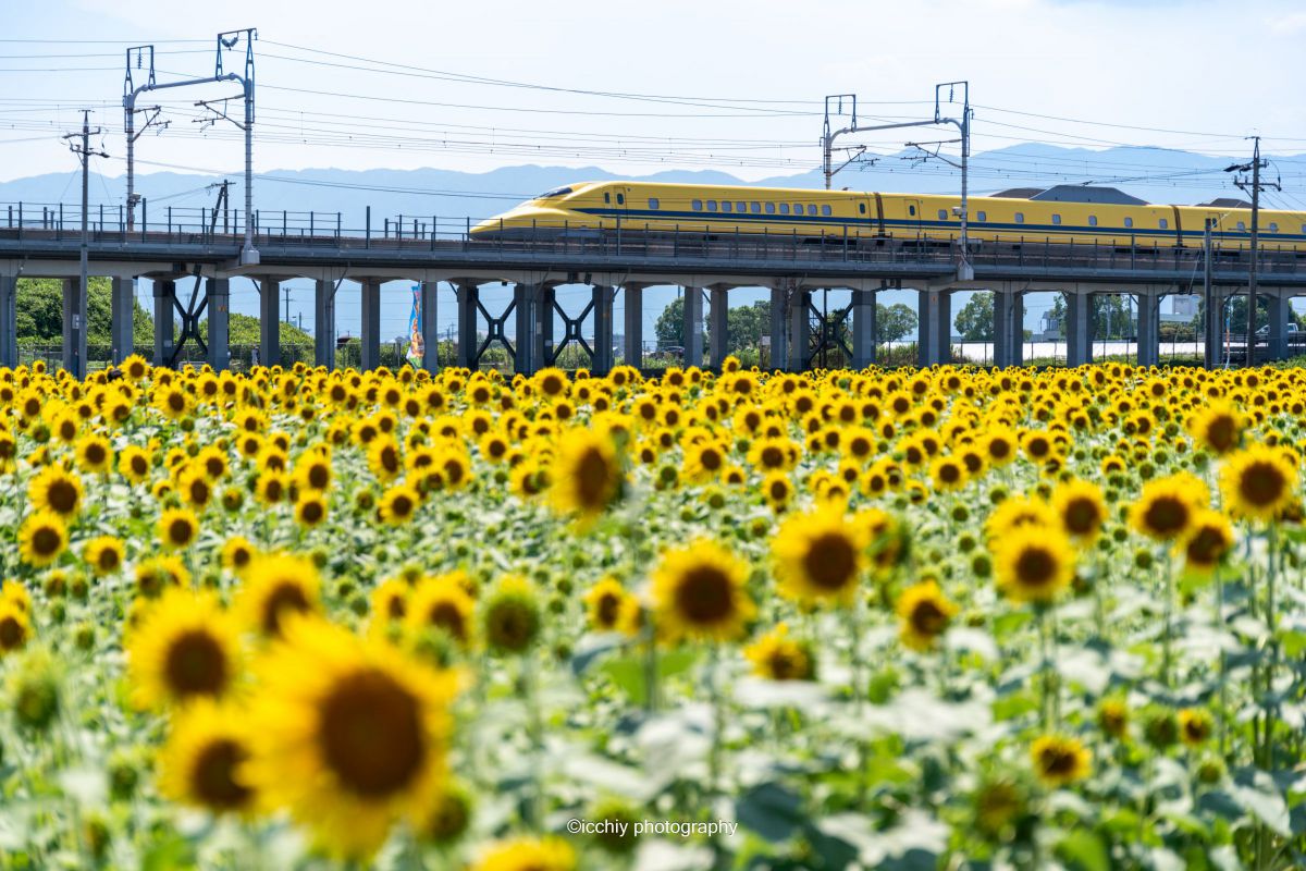 Yellow Happy | GANREF