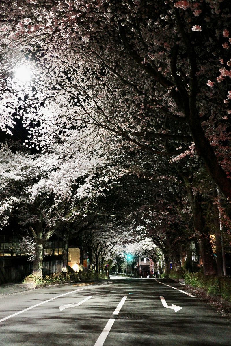 さくらトンネル | GANREF