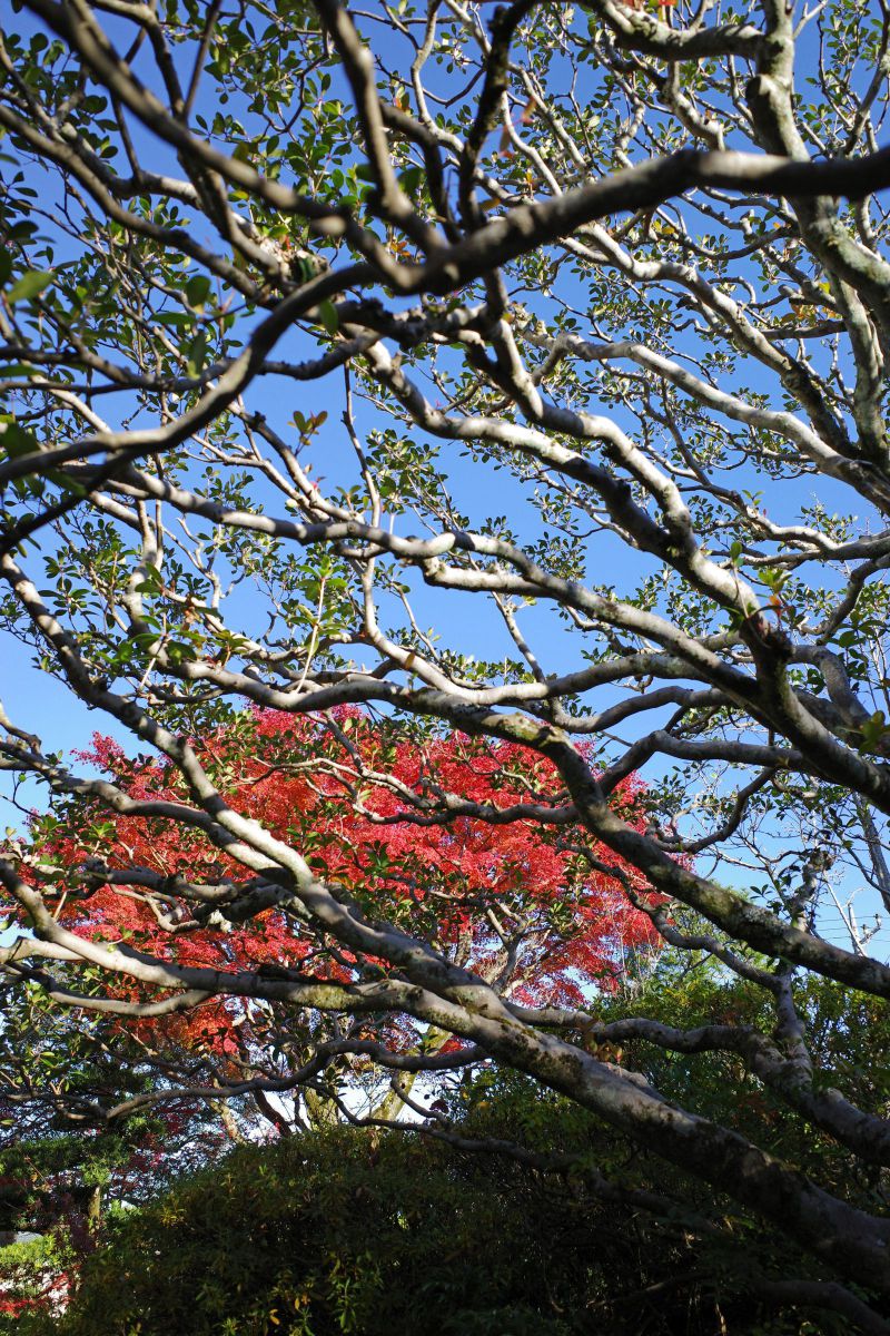 四季のうつろい | GANREF