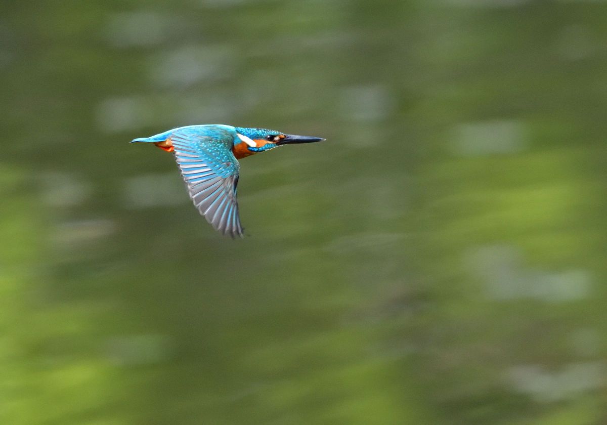 さようなら（カワセミ 61） | GANREF