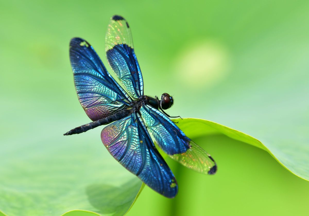 metallic wing | GANREF