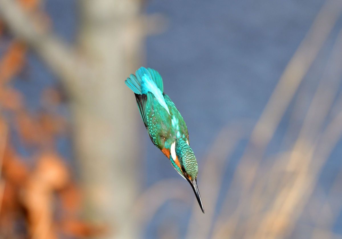 ミサイル（カワセミ 24） | GANREF