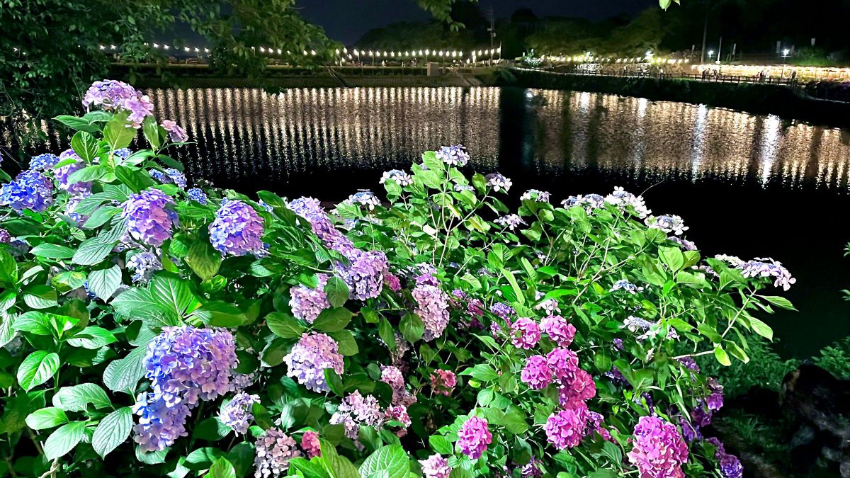 紫陽花のlight up | GANREF