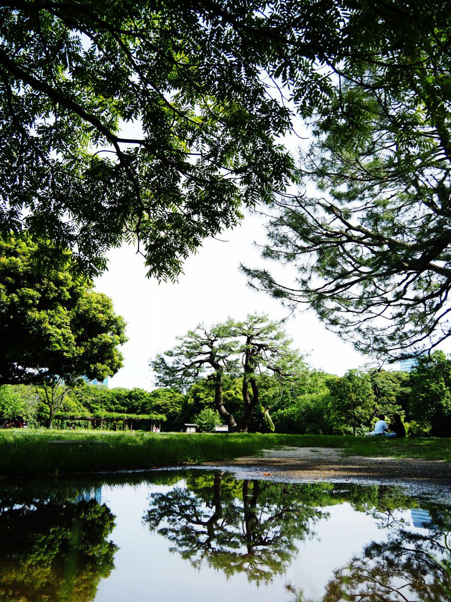 Fresh green leaves in a puddle | GANREF
