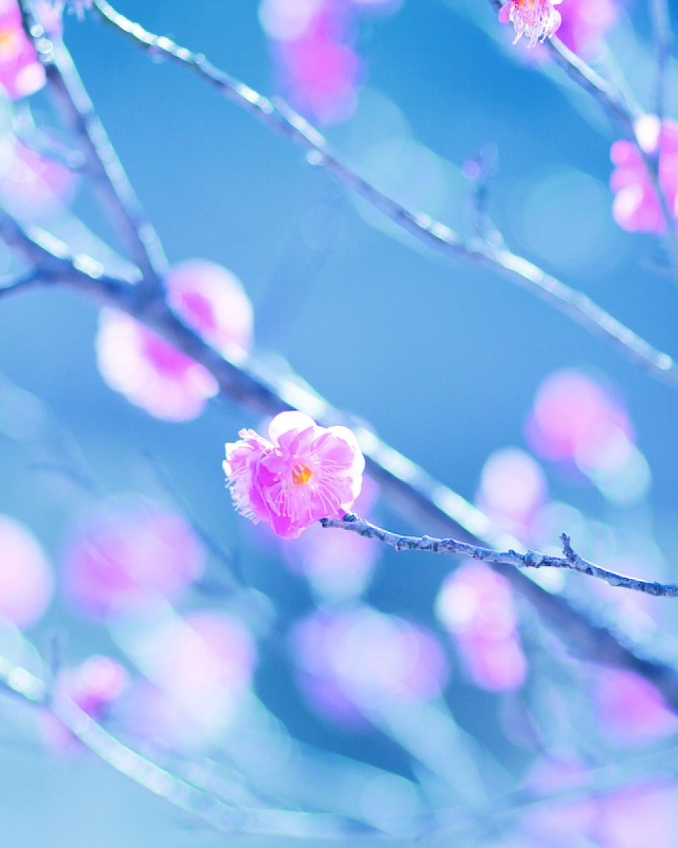 Ume Blossoms | GANREF