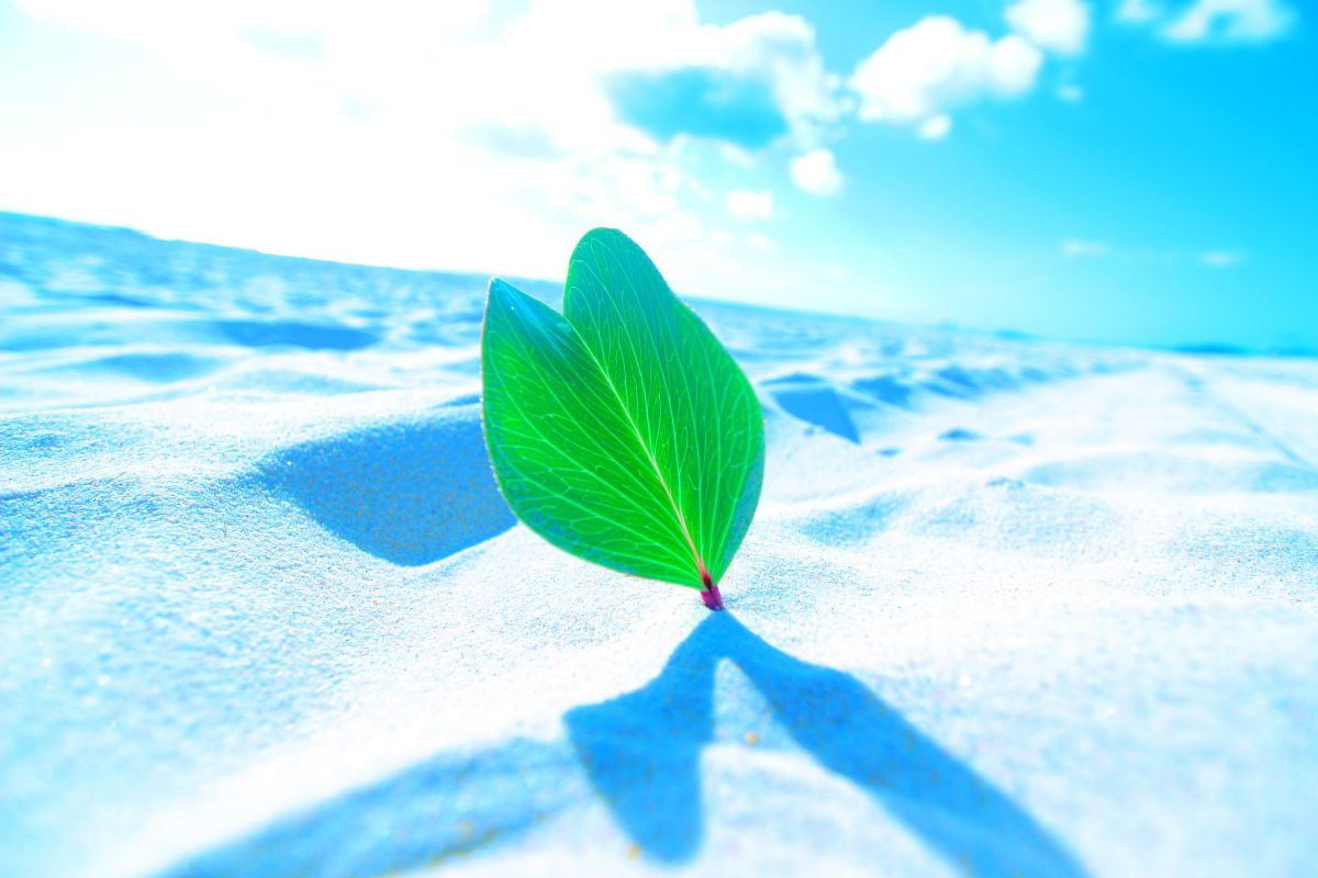 Summer greetings | GANREF