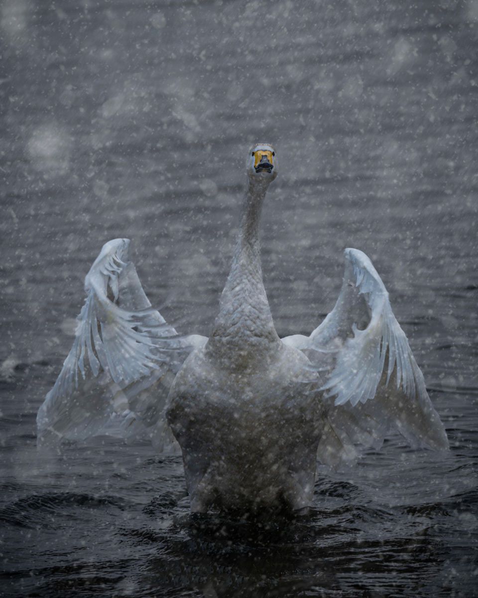 Dancing Swan | GANREF