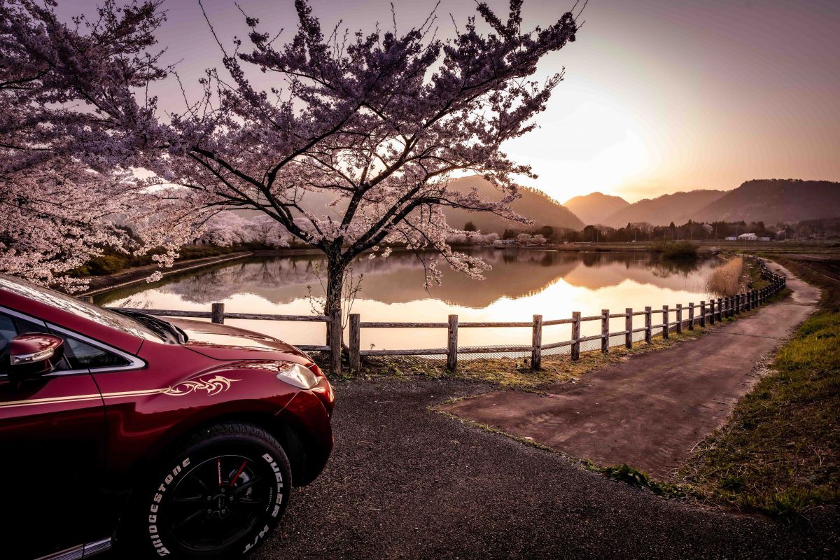 Sakura Gradation | GANREF