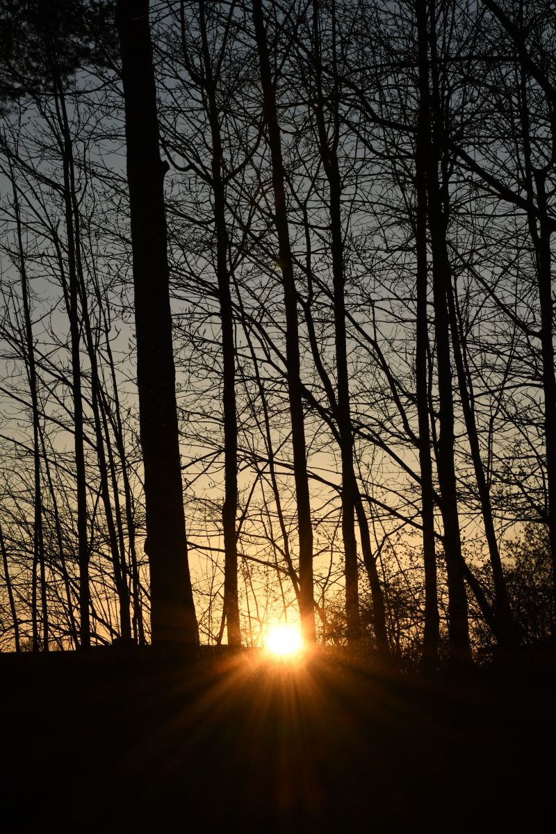 The Sun Goes Up, the Trees Woke Up | GANREF