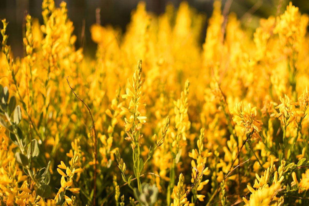 A Beautiful Mess | GANREF