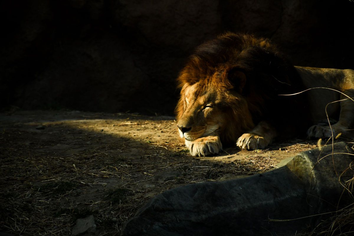 Sleeping Beauty | GANREF