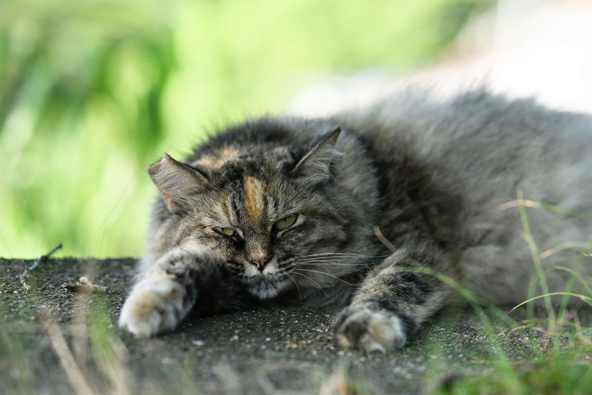 Do Not Disturb Me | GANREF