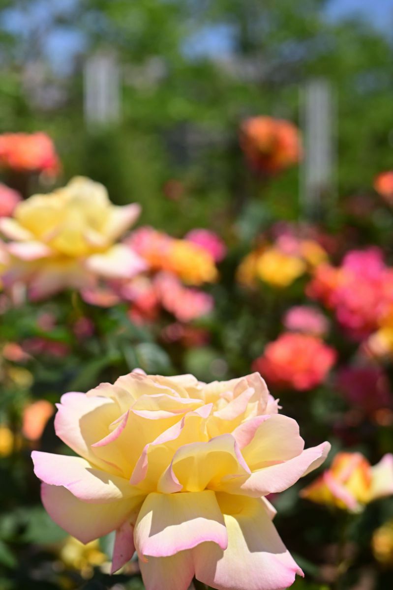 Rose Garden | GANREF