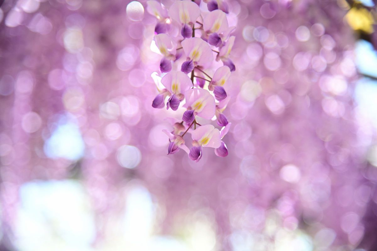 キラキラ藤#2 | GANREF