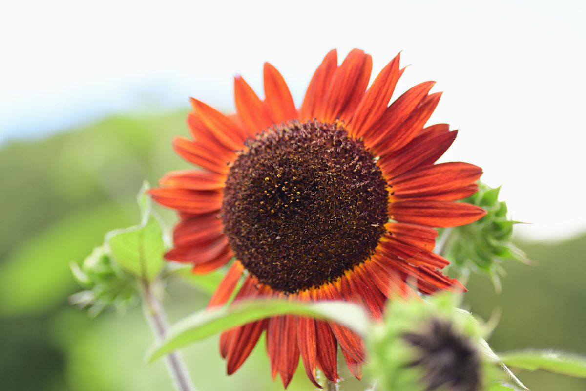 赤いひまわり | GANREF