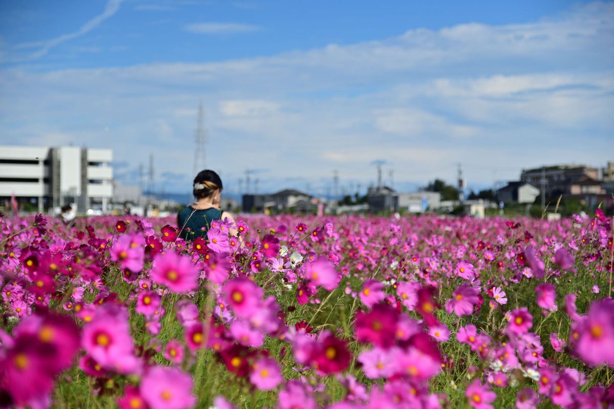 コスモス蔵出し | GANREF