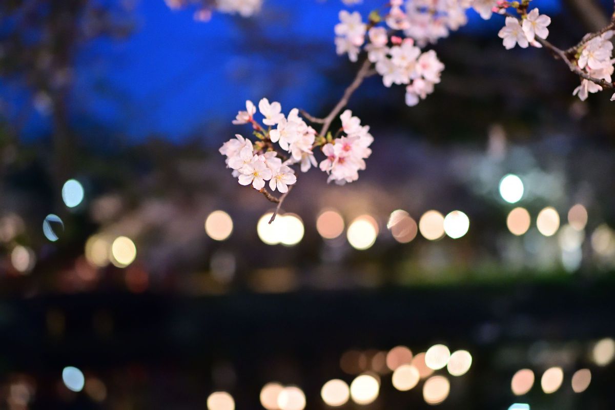 桜ライトアップ | GANREF
