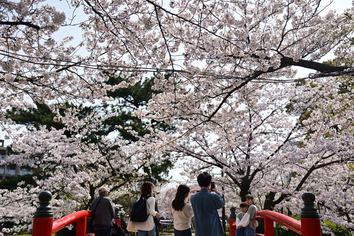 さくらまつり2024 | GANREF