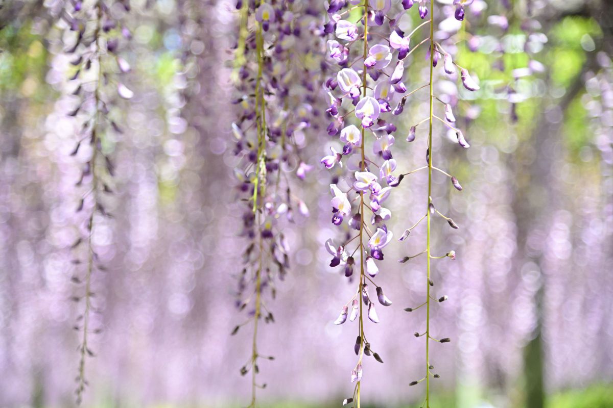 藤キラキラ#3 | GANREF