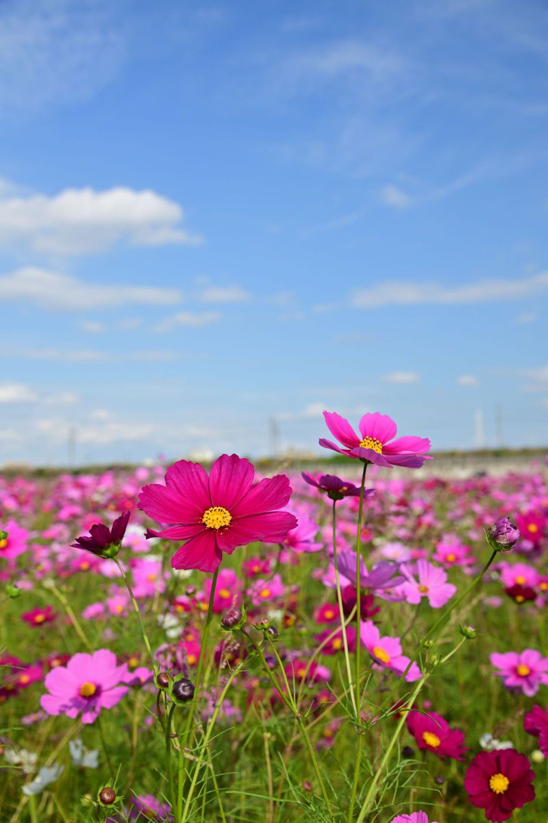 コスモスの空 | GANREF
