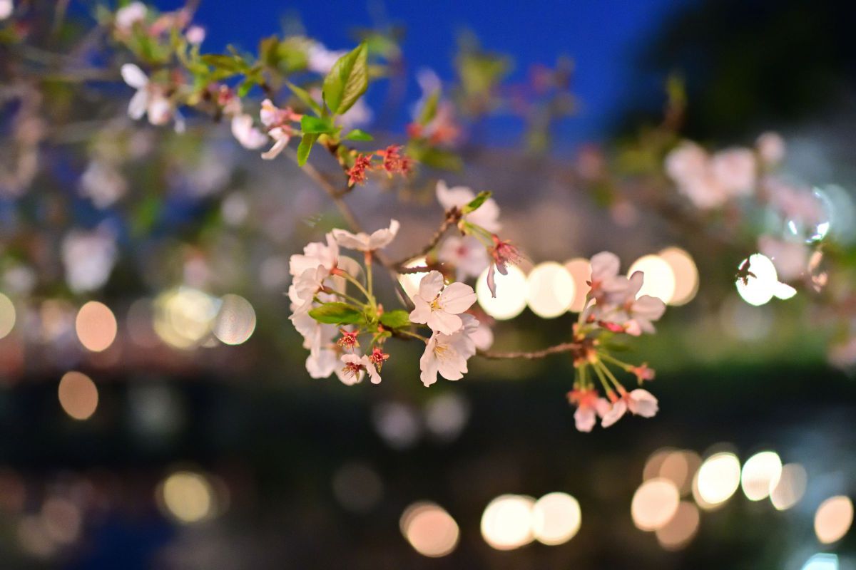 夜桜蔵出し | GANREF