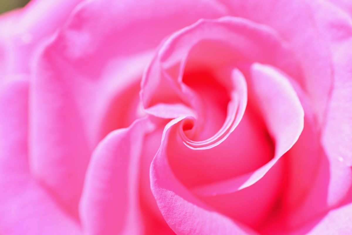pink rose | GANREF