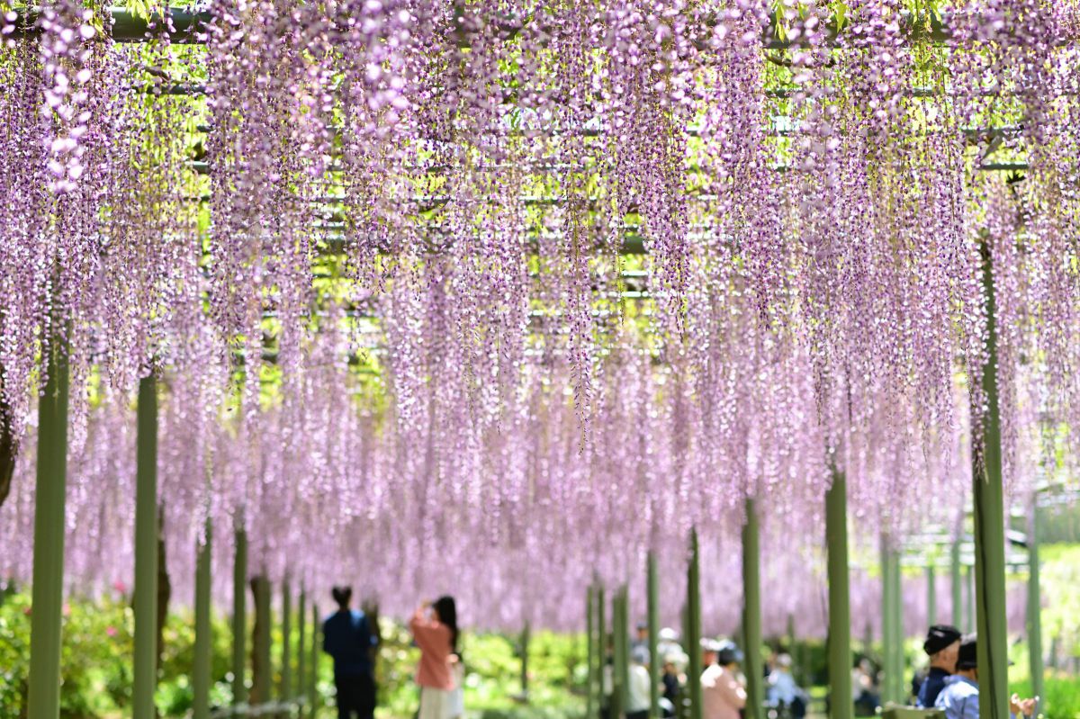 奥まで藤棚 | GANREF