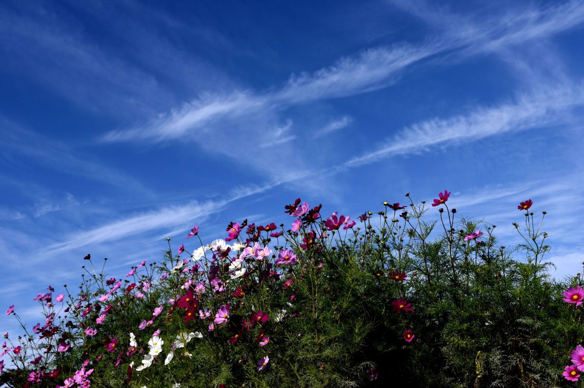 「ヒコ撮り場の秋2024」 06 | GANREF