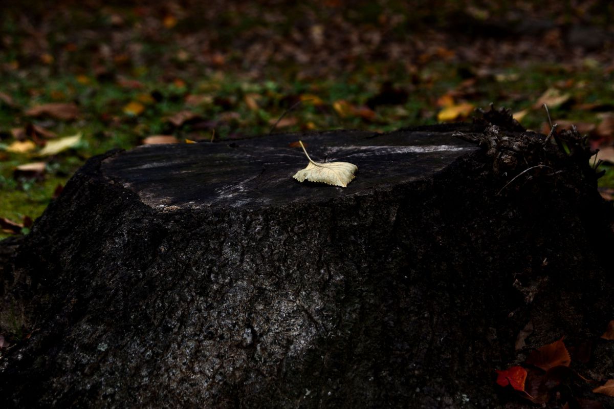 「枯れ木も山の賑わい」225「未練.」 | GANREF