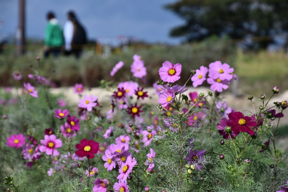 ヒコ撮り場の秋桜 | GANREF