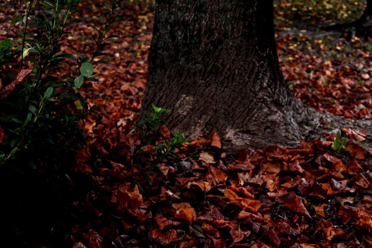 「枯れ木も山の賑わい」227「生きる証」 | GANREF