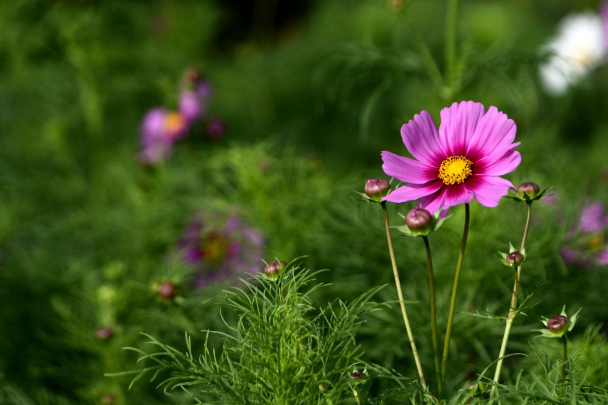 「ヒコ撮り場の秋2024」 05 | GANREF