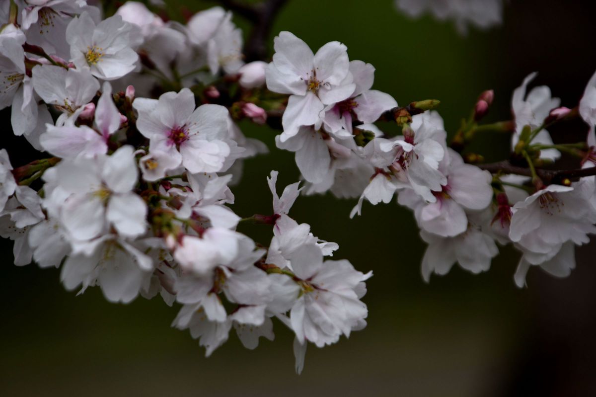 「桜2025」01 | GANREF