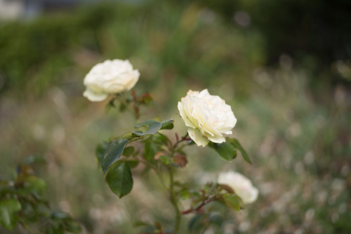 My Garden Queenstown NZ.11 05 2018 | GANREF