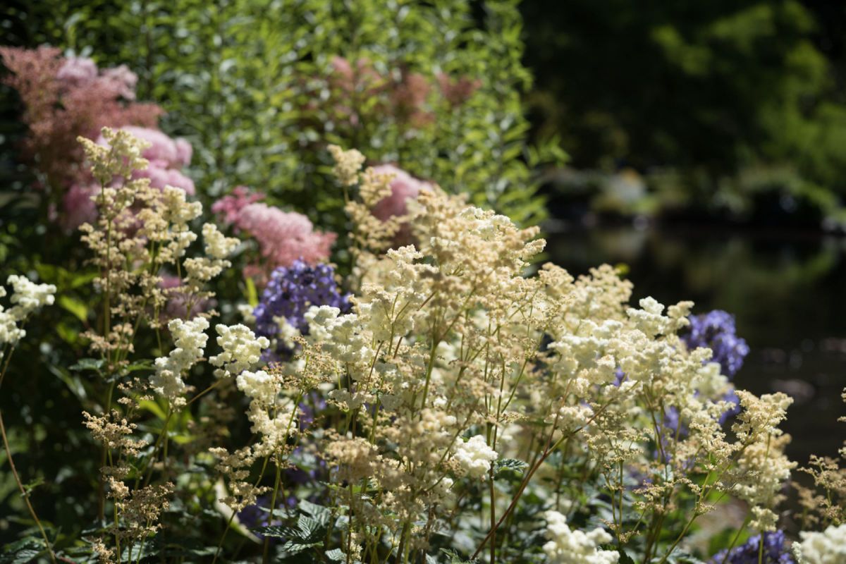 Queenstown Gardens11 05 2018 | GANREF