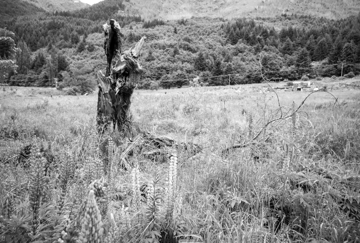 Old Tree Queenstown Hill NZ.06-12-2020 | GANREF