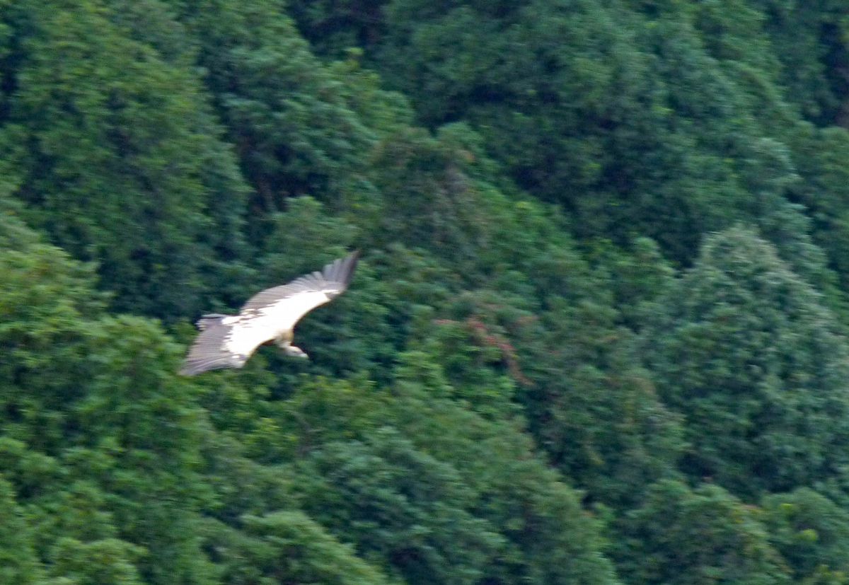 Vulture Bir（HP) INDIA 04-10-2009. | GANREF