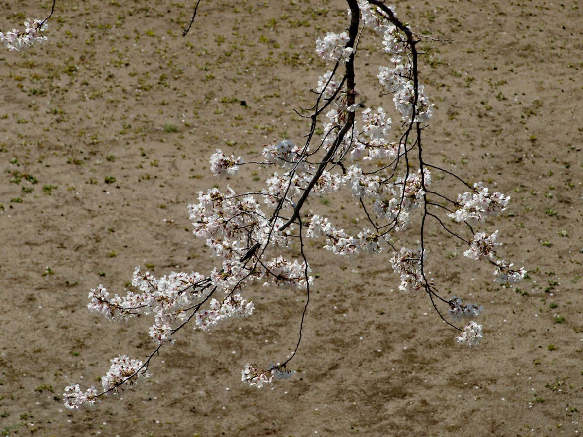 熊本場内 03-04-2008 | GANREF