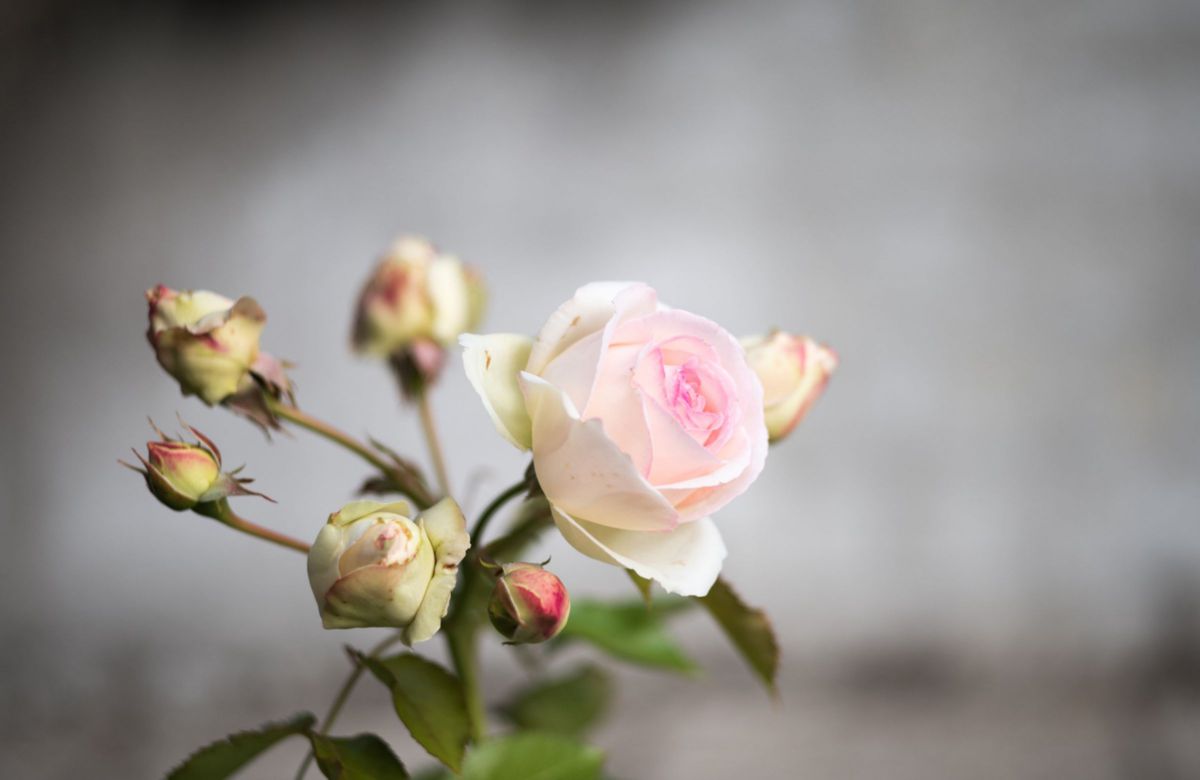 My Garden Queenstown NZ.11 05 2018 | GANREF