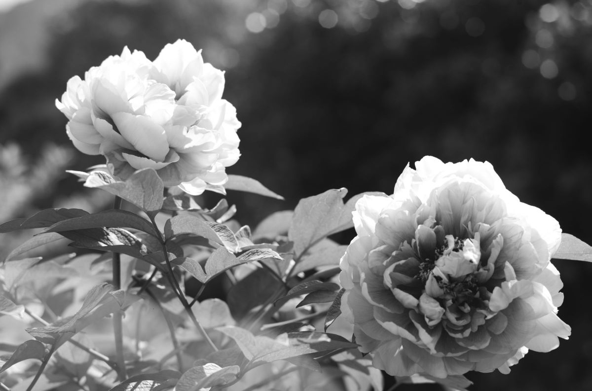 Botan Queenstown NZ. 22-10-2020 | GANREF