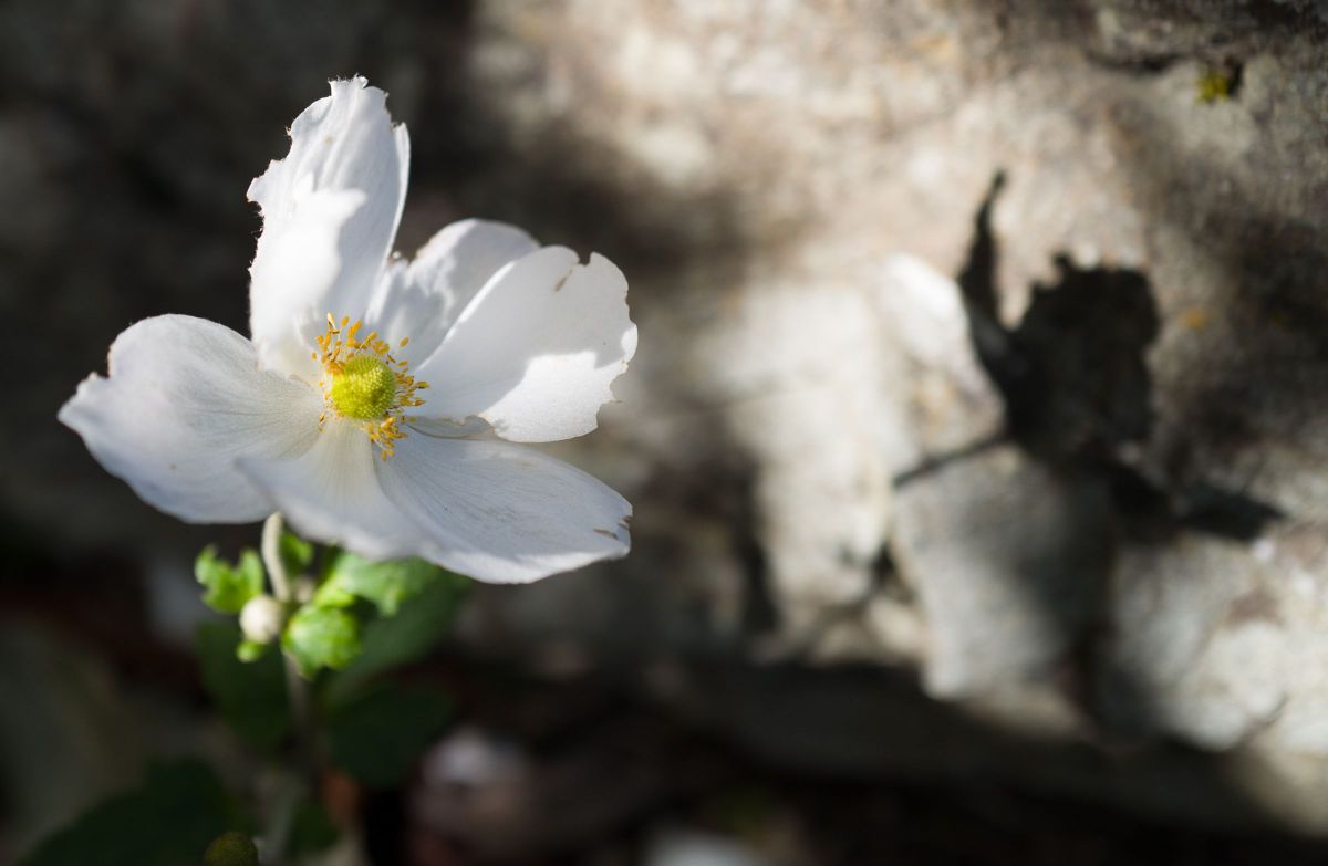 Queenstown NZ. 06-04-2019 | GANREF