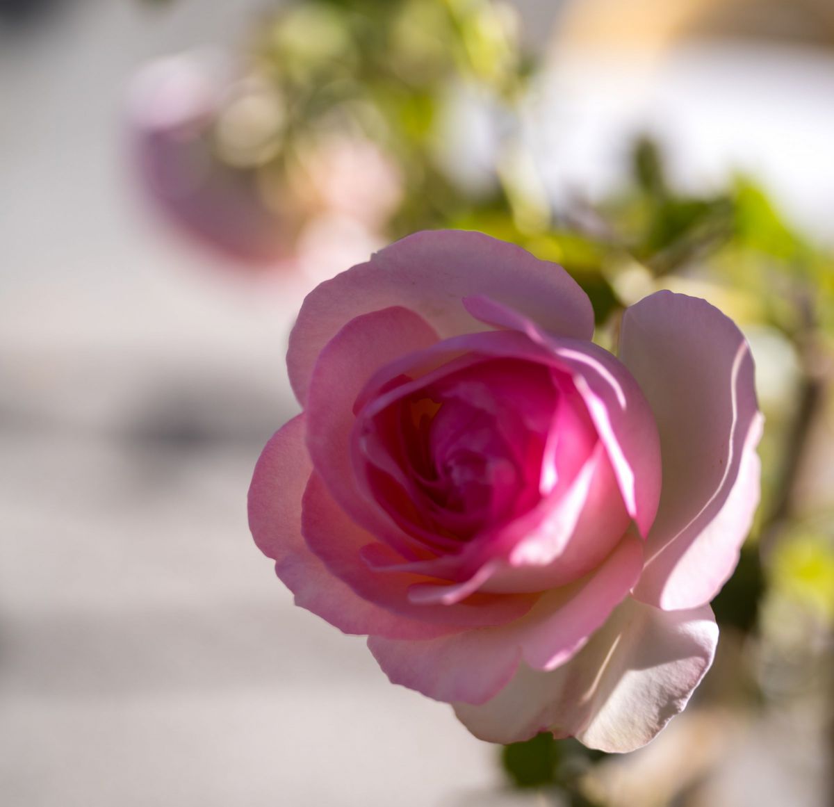 Rose Queenstown NZ. 09-02-2024 | GANREF