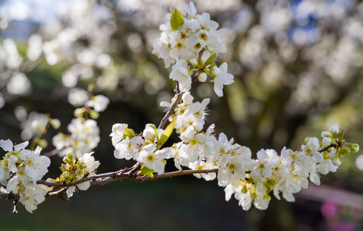 プルーン 02-09-2024 | GANREF