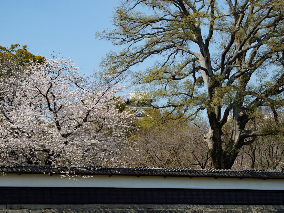 熊本城 03-04-2008 | GANREF